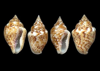 蛾螺总科 Buccinacea 蓝色动物学（中国动物学科普）